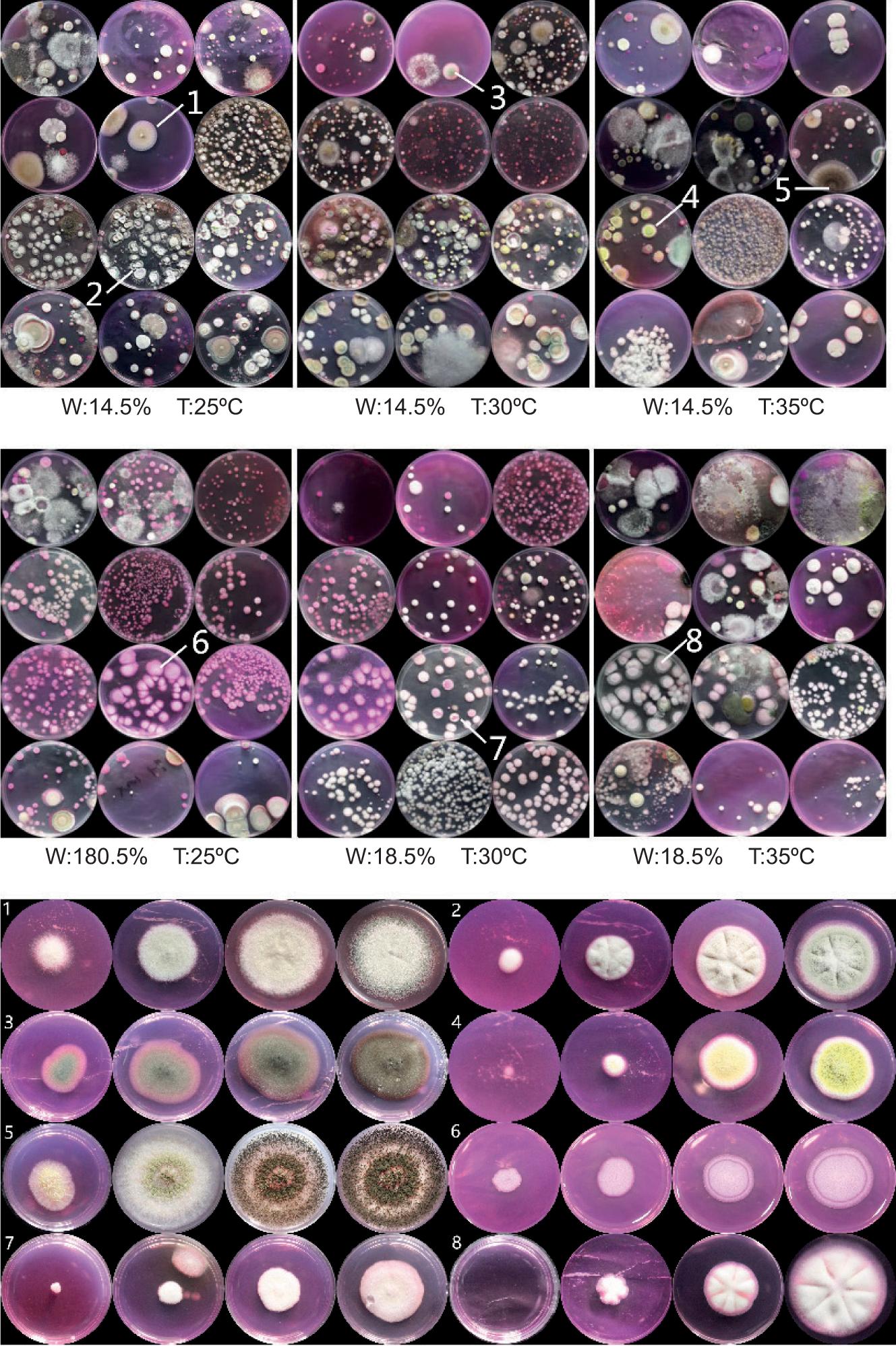 Analysis of rice microbial communities under different storage ...