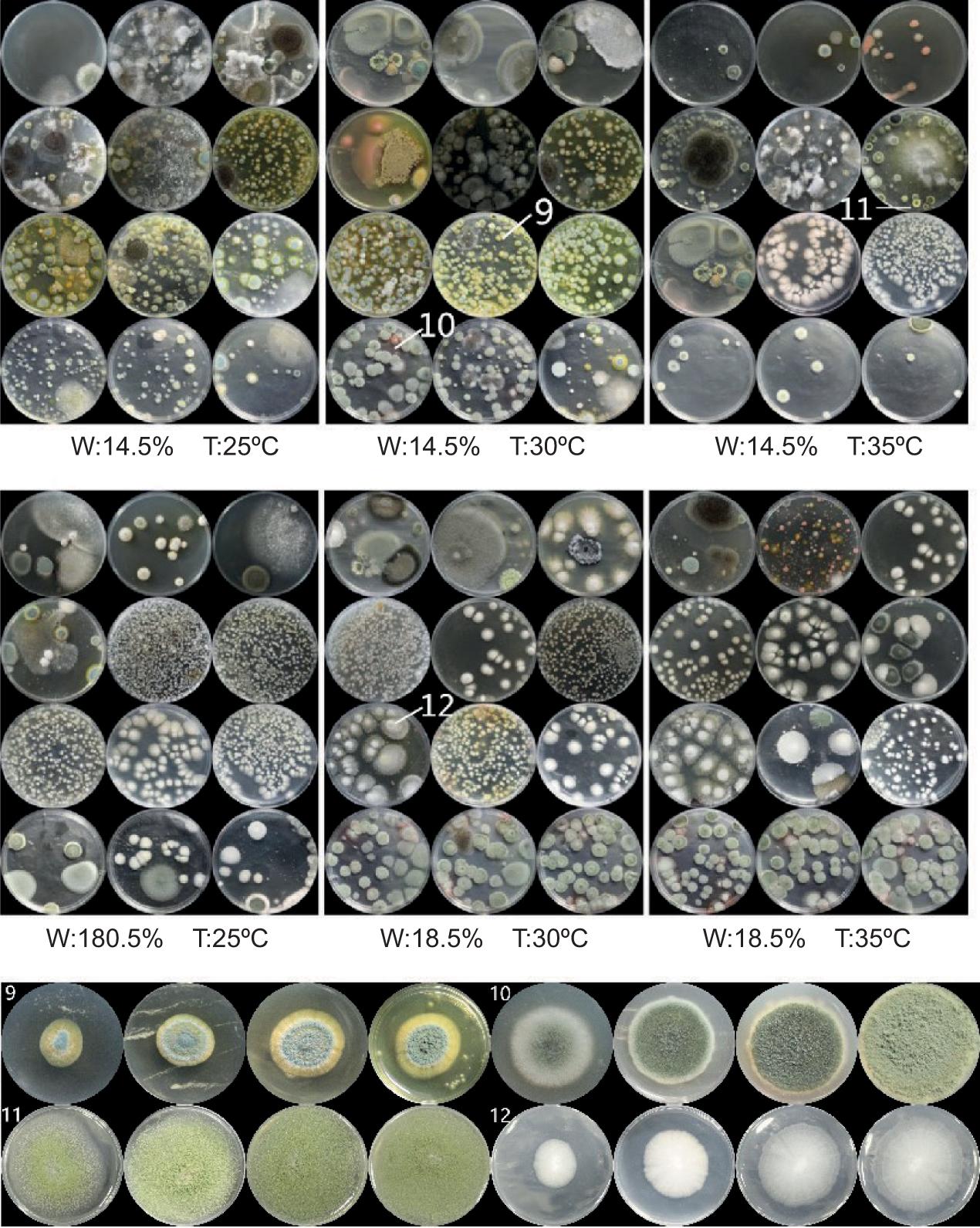 Analysis of rice microbial communities under different storage ...